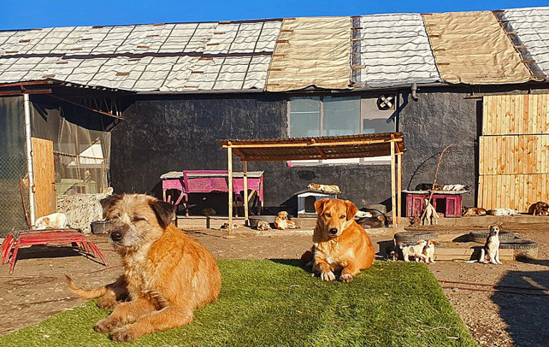 Campagne kan honderden honden redden – Goeiedag