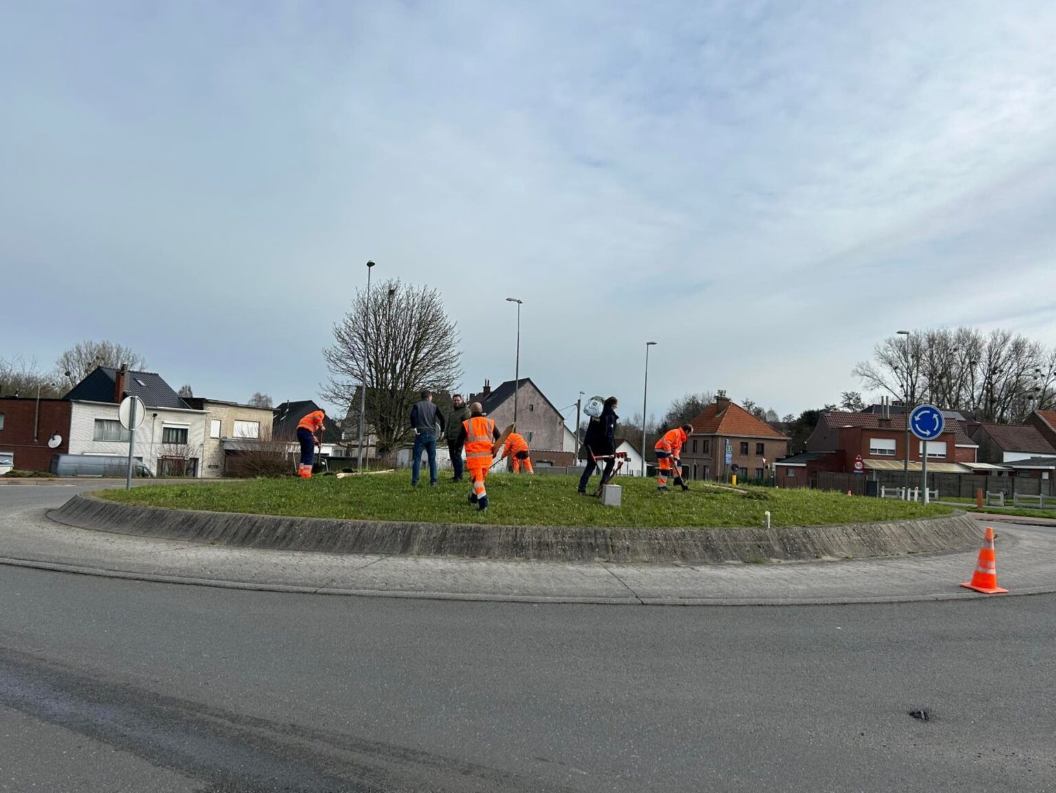 Drie nieuwe lindebomen sieren de rotonde aan de gemeentelijke ...